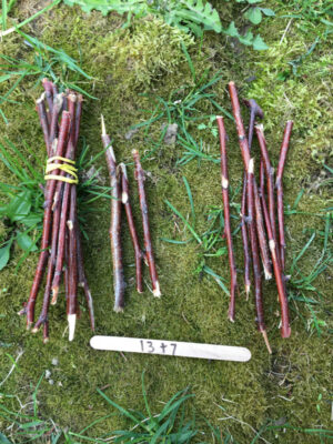 Wild Math | Wild Learning